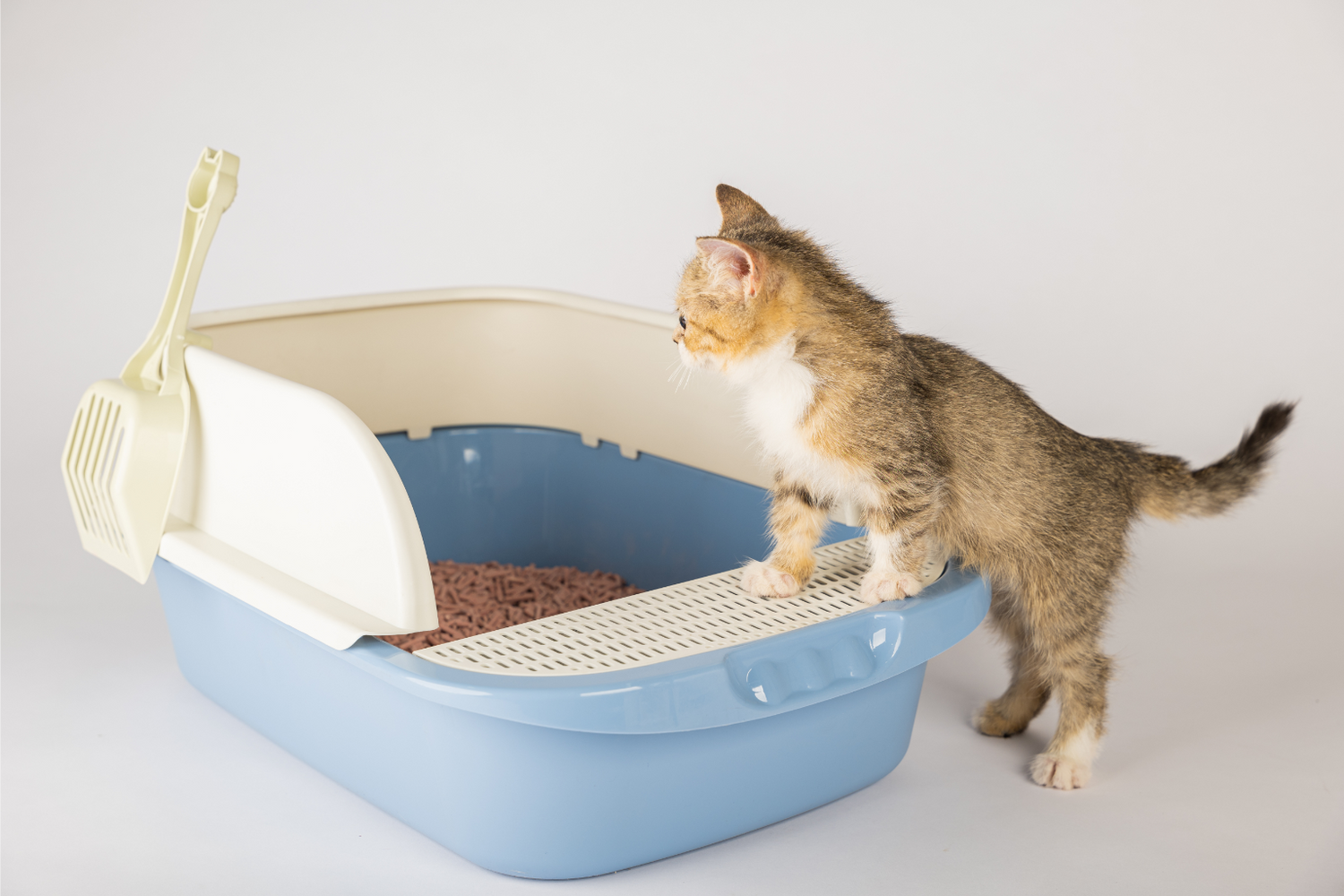 How to Eliminate Litter Box Odor (Without Upsetting Your Cat!) – The ...
